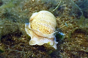 Biologia marina: minicorso di riconoscimento delle specie marine più ...